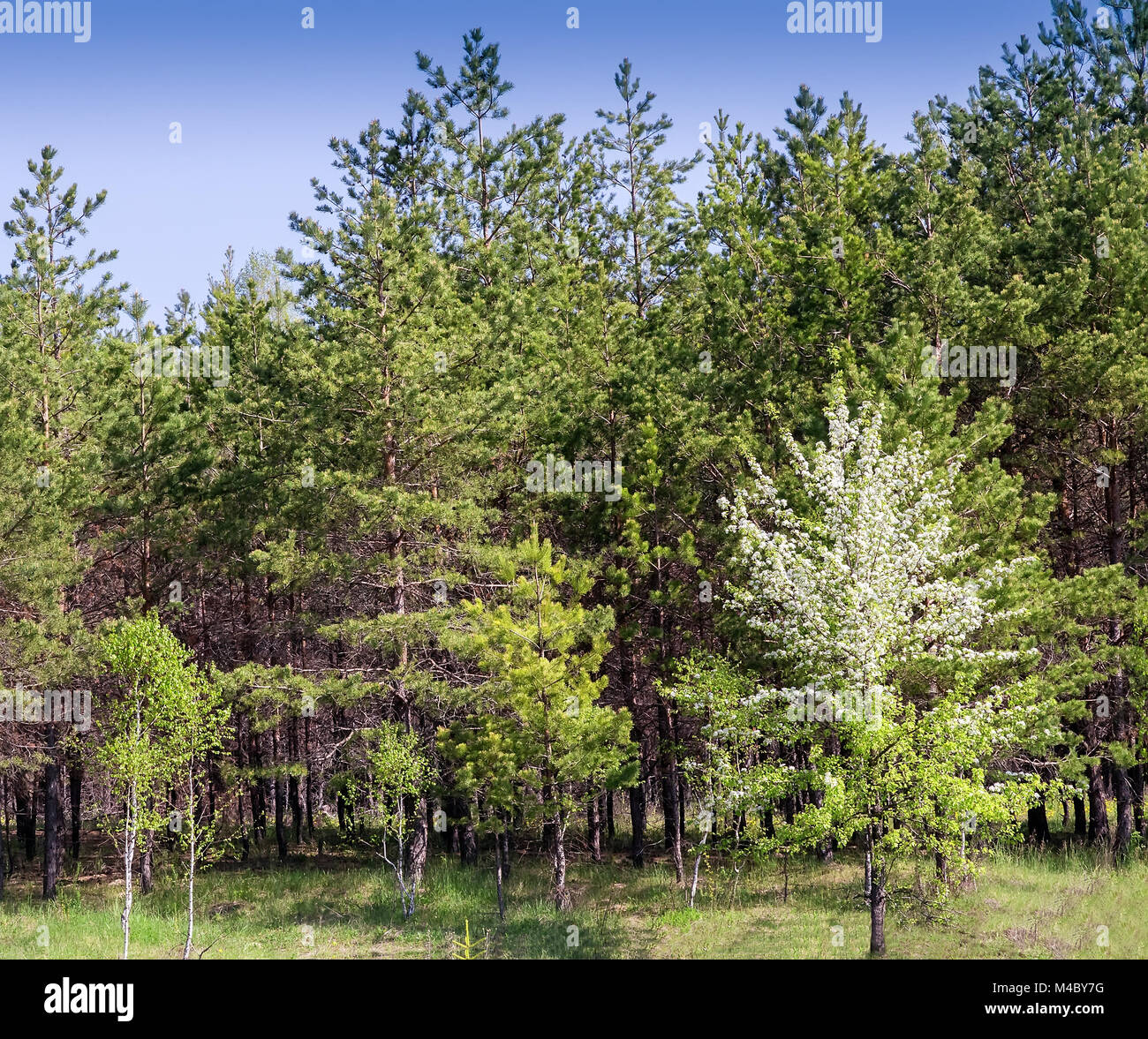 Trees on the edge hi-res stock photography and images - Alamy
