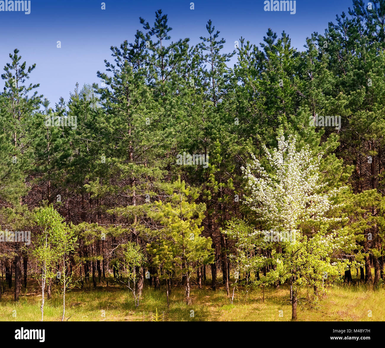 Landscape with pine trees on the edge of the forest Stock Photo - Alamy
