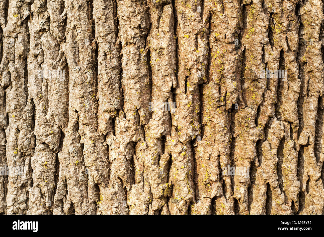Tree bark closeup Stock Photo - Alamy