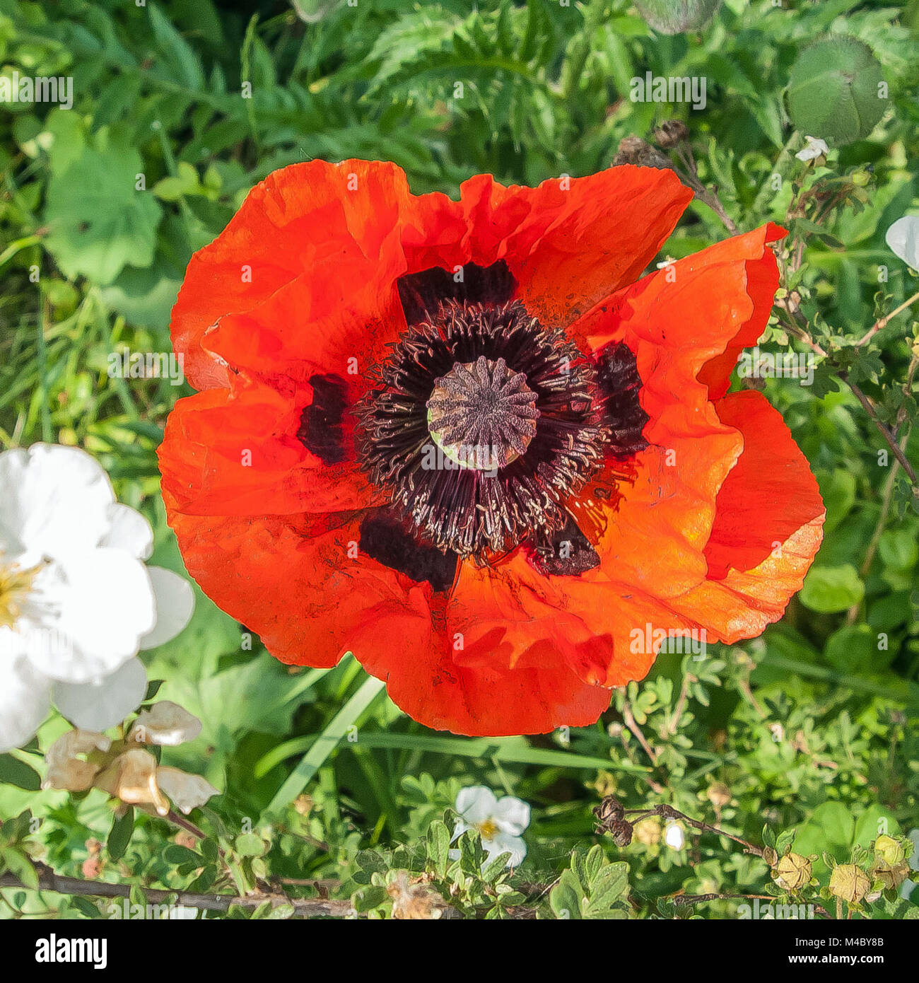 Open wide hi-res stock photography and images - Alamy