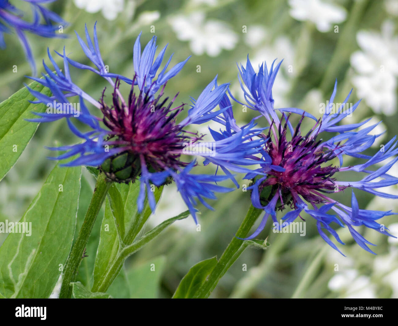 lovely blue flowers - gardenlife Stock Photo - Alamy