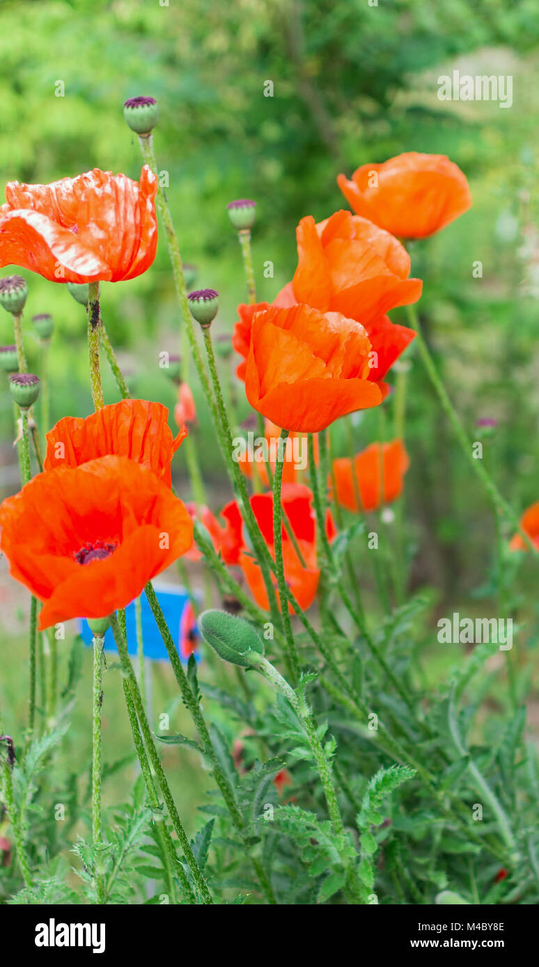 Poppy life hi-res stock photography and images - Alamy