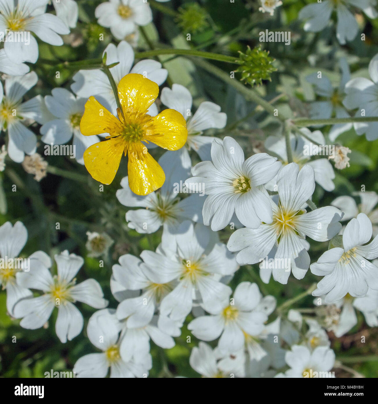 one is allways different Stock Photo - Alamy