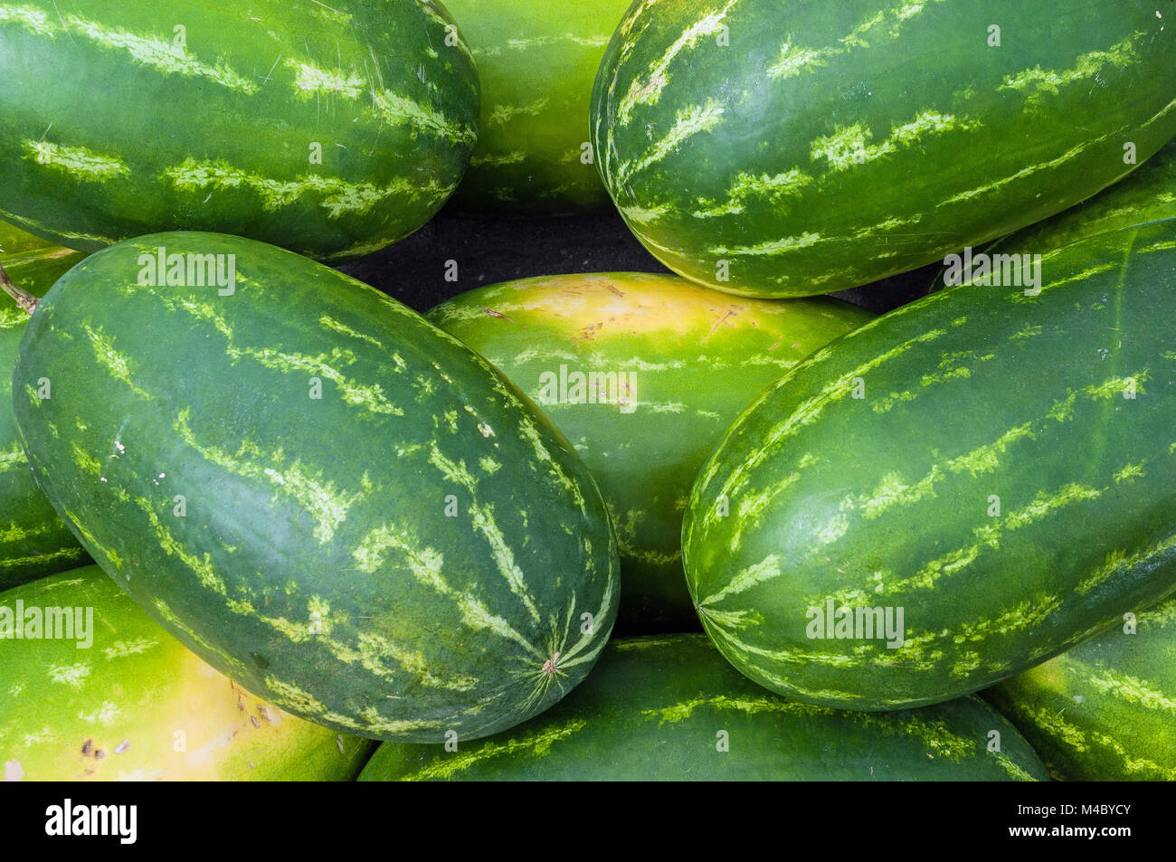 Growing melons hi-res stock photography and images - Alamy