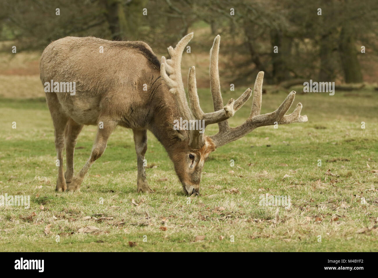 Bull with stunning horns hi-res stock photography and images - Alamy