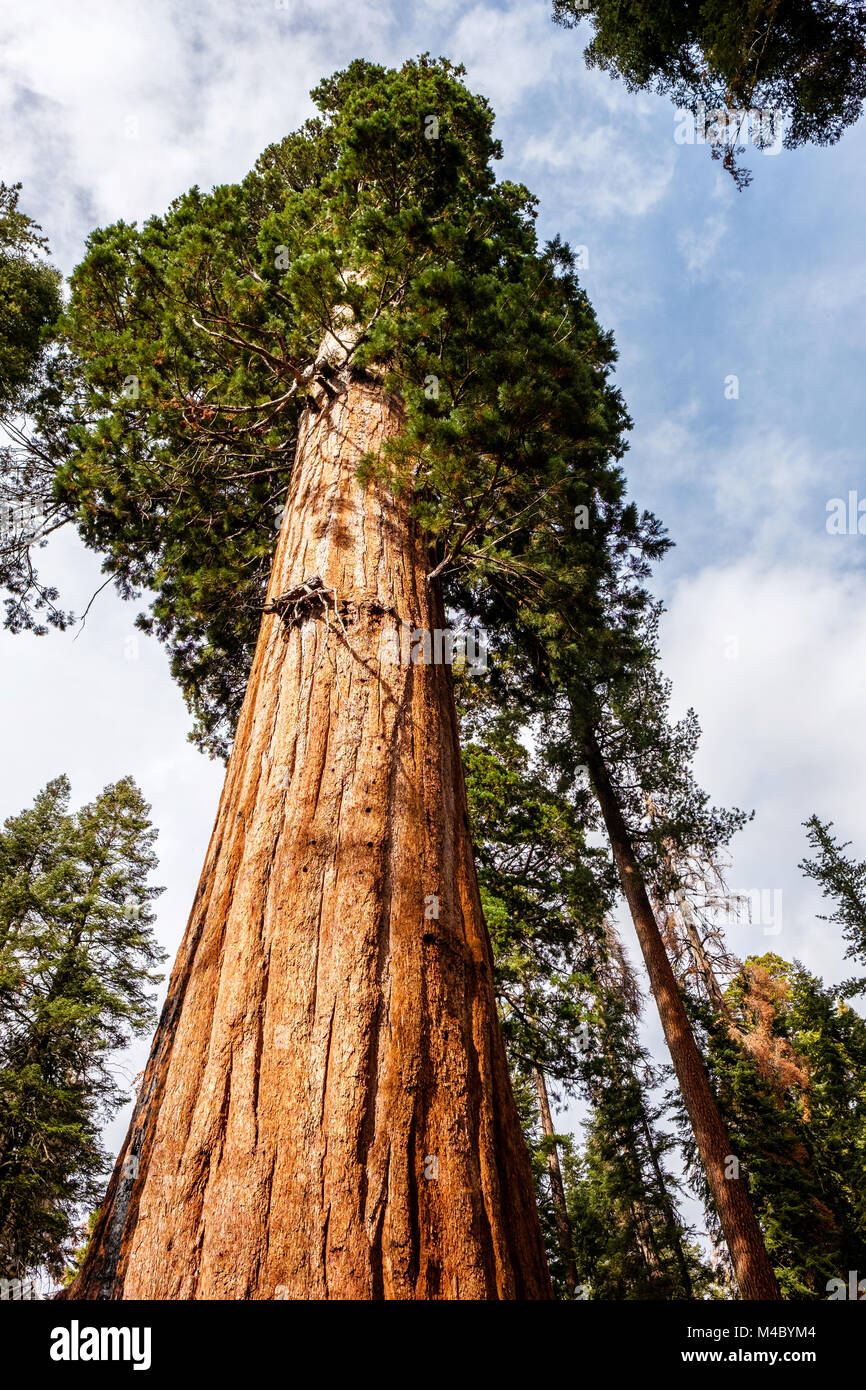 Sequoia National Park at autumn Stock Photo - Alamy