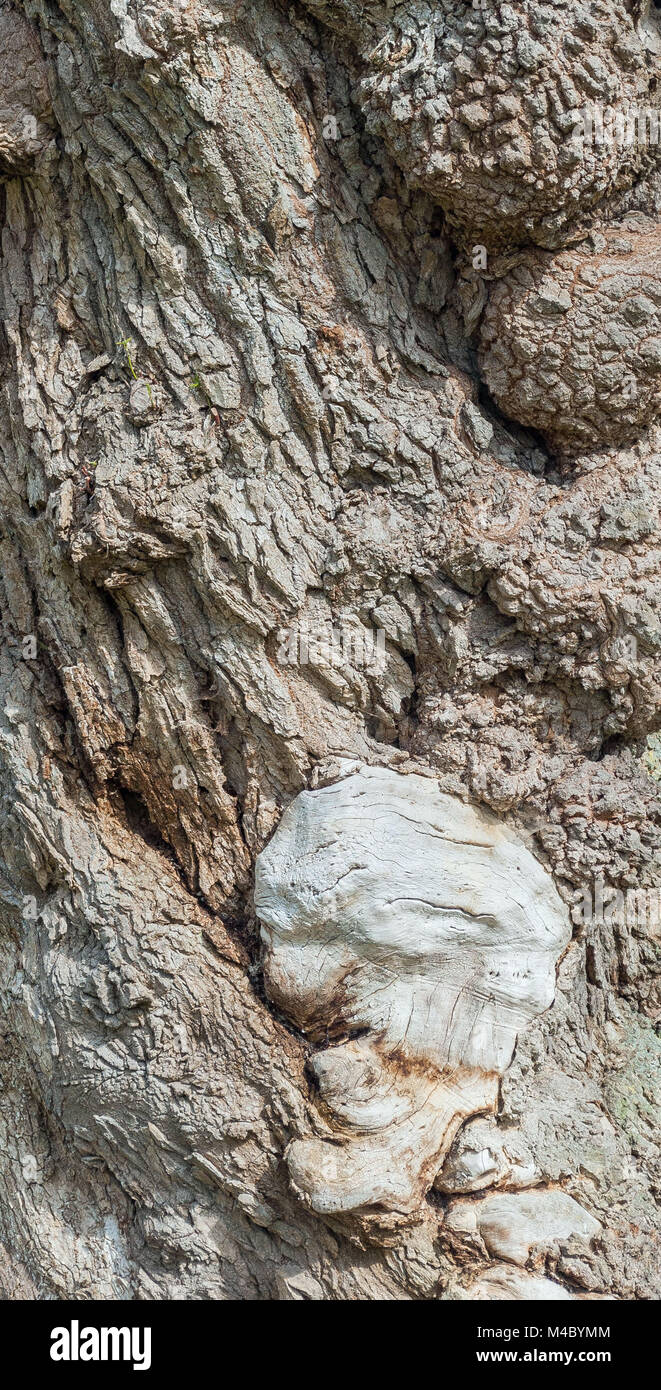 Old tree texture hi-res stock photography and images - Alamy