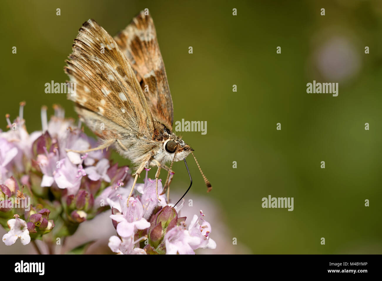 Grass skipper butterflies hi-res stock photography and images - Alamy