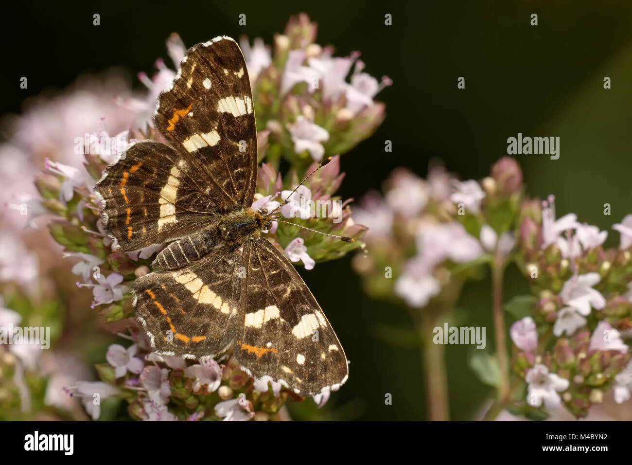 map on oregano Stock Photo - Alamy
