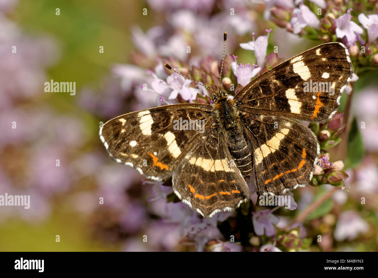 map on oregano Stock Photo - Alamy