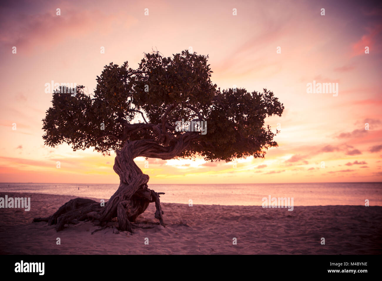 Divi Divi Tree Stock Photo - Alamy