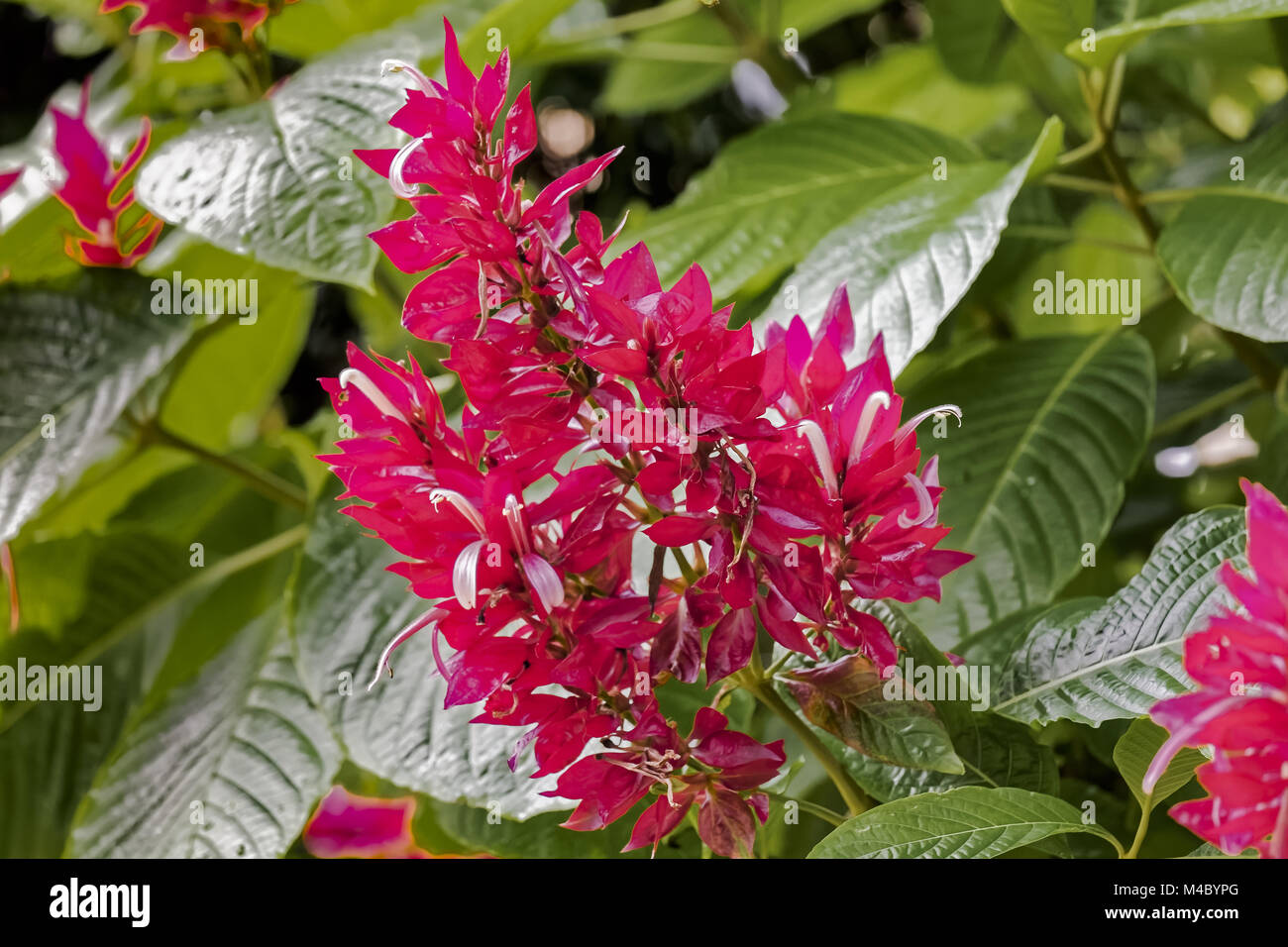 Red flower brazilian plant hi-res stock photography and images - Alamy
