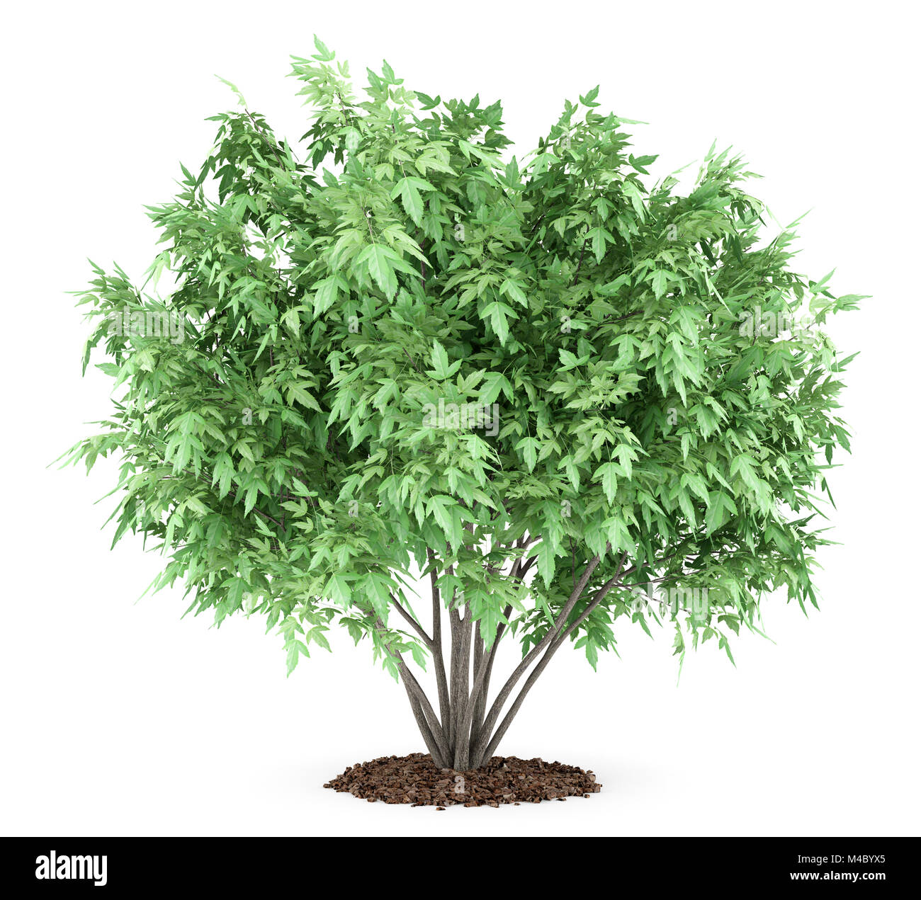 amur maple tree isolated on white background Stock Photo - Alamy