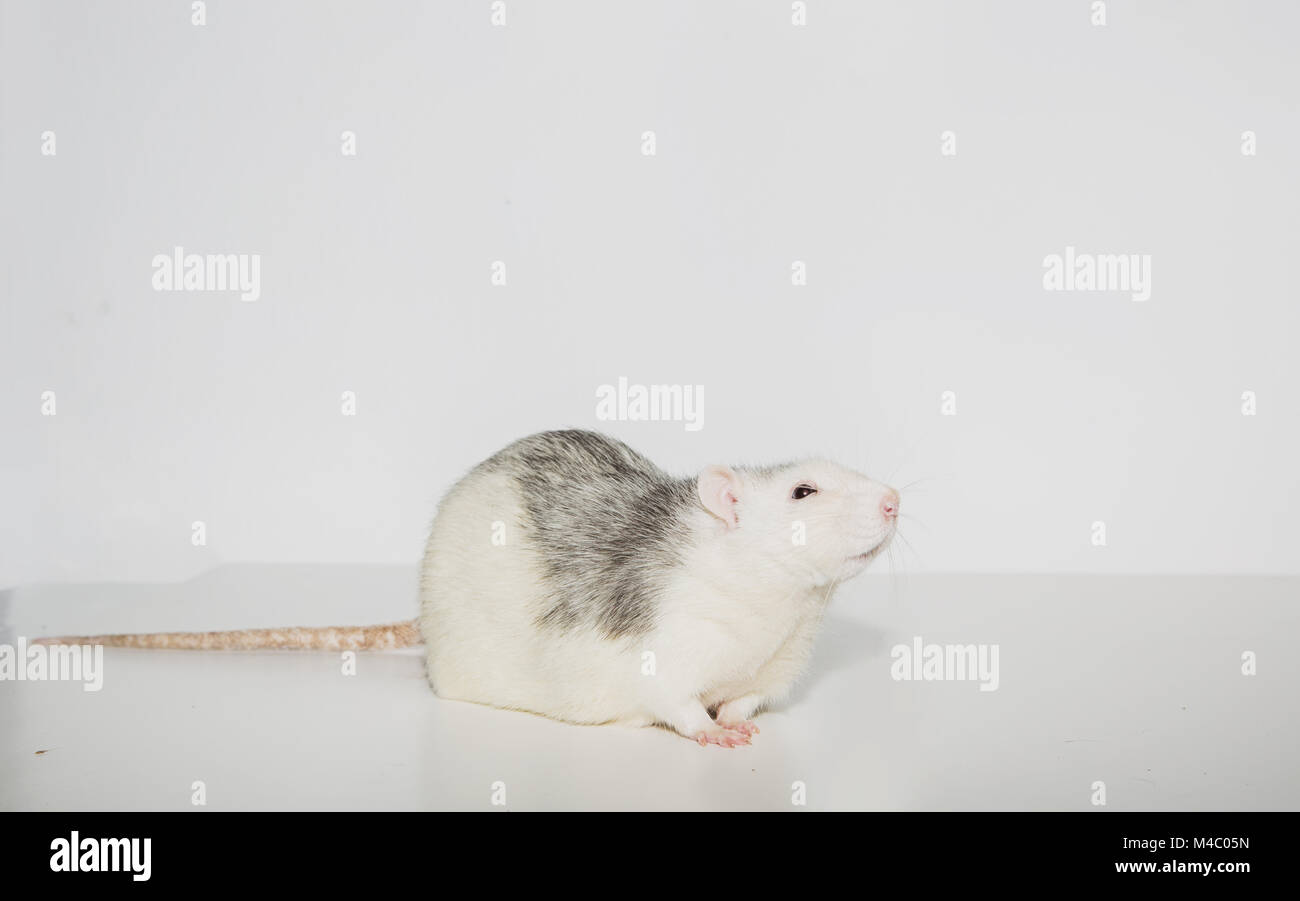 Haus ratte hi-res stock photography and images - Alamy