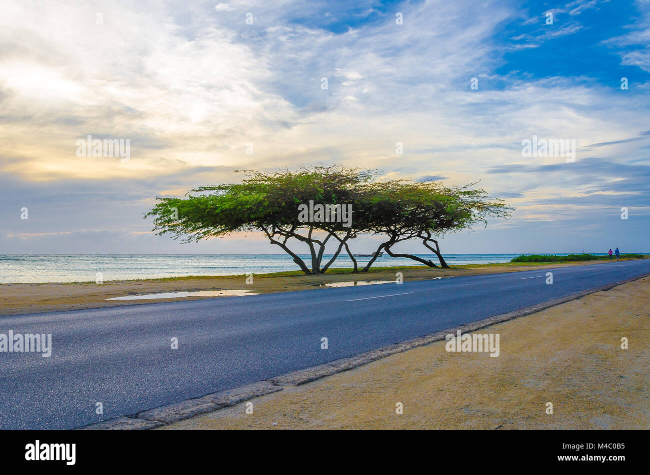 Beautiful exotic Tree under the magic golden hour Stock Photo - Alamy