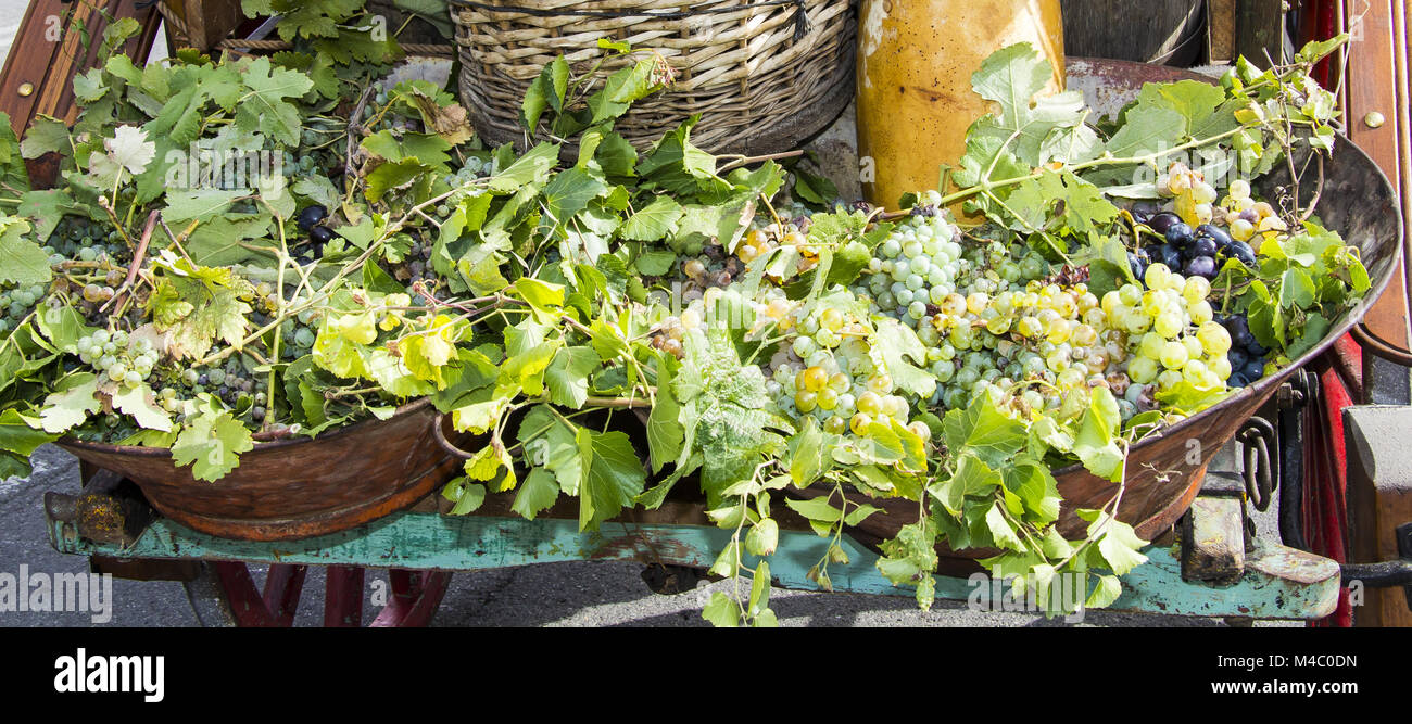 Bunches of grapes Stock Photo - Alamy