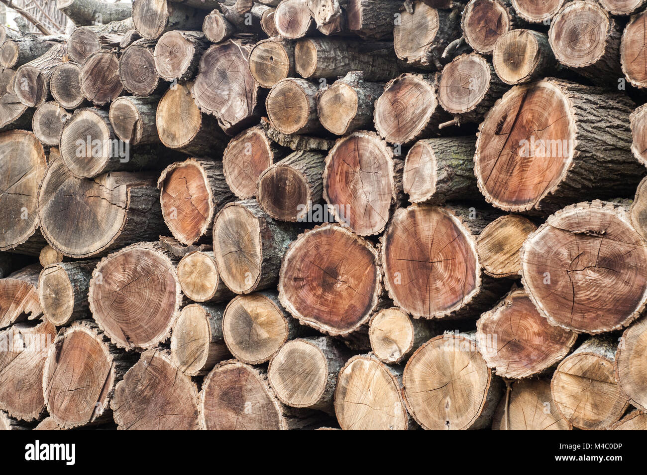 Cut dry oak firewood Stock Photo - Alamy