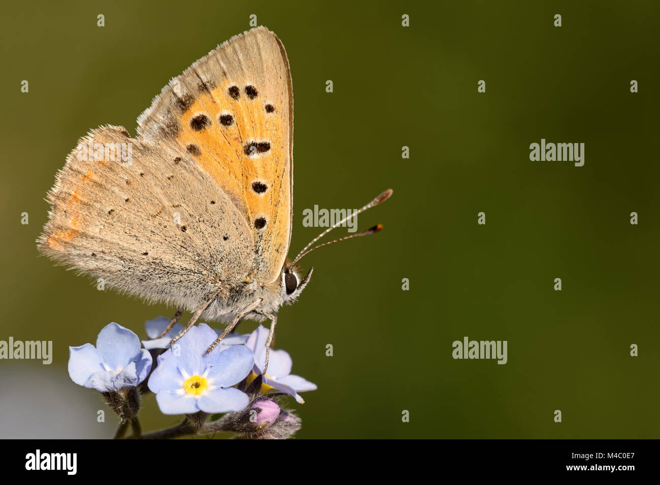 Small copper hi-res stock photography and images - Alamy