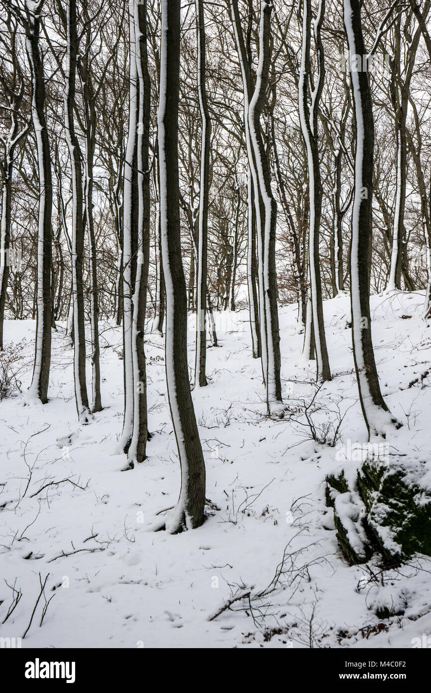 Beech Forest in Winter with Snow Stock Photo - Alamy
