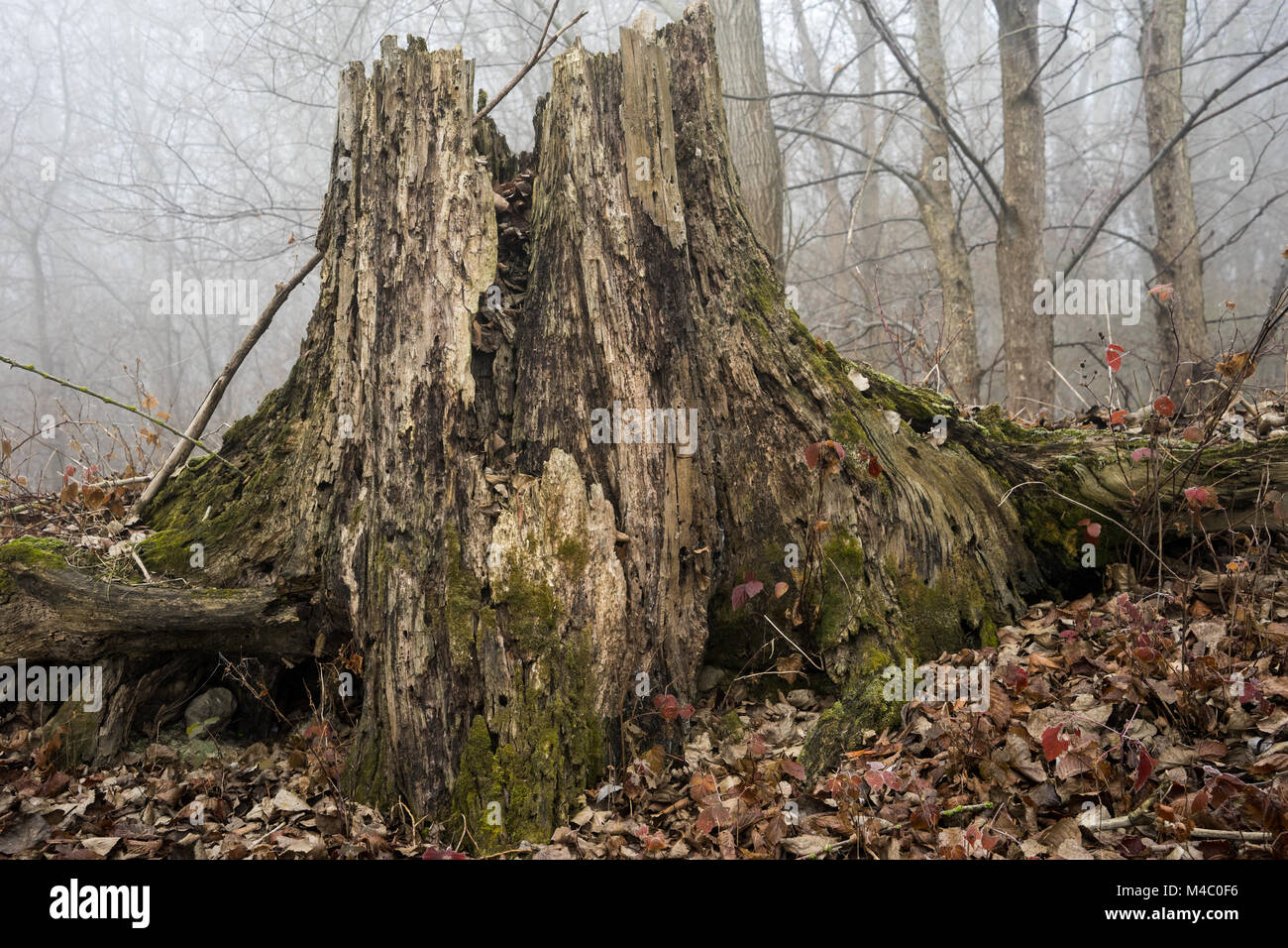 Stomp hi-res stock photography and images - Alamy