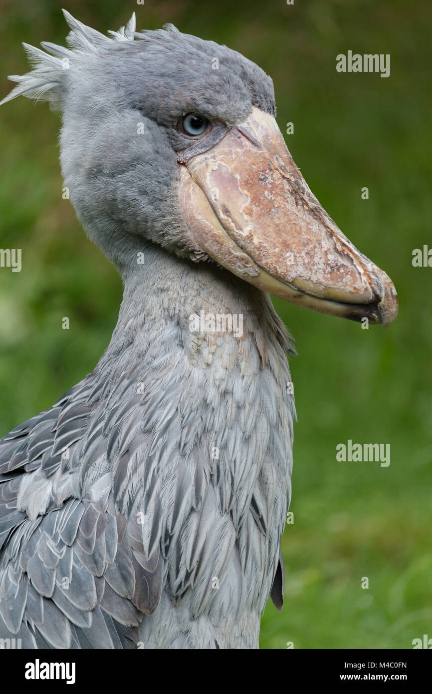 Shoebill beak hi-res stock photography and images - Alamy
