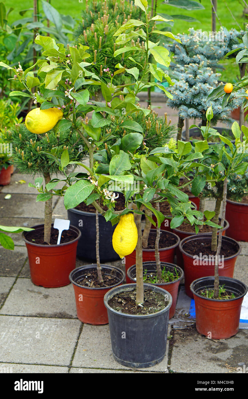 Small lemon tree hi-res stock photography and images - Alamy