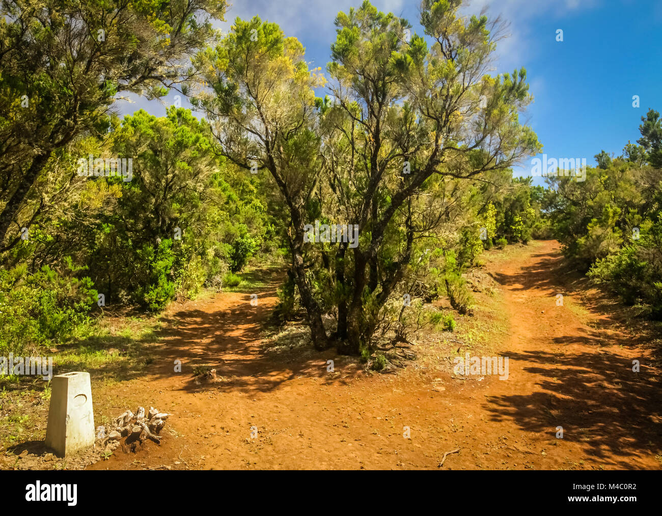 Path forest branching trees hi-res stock photography and images - Alamy