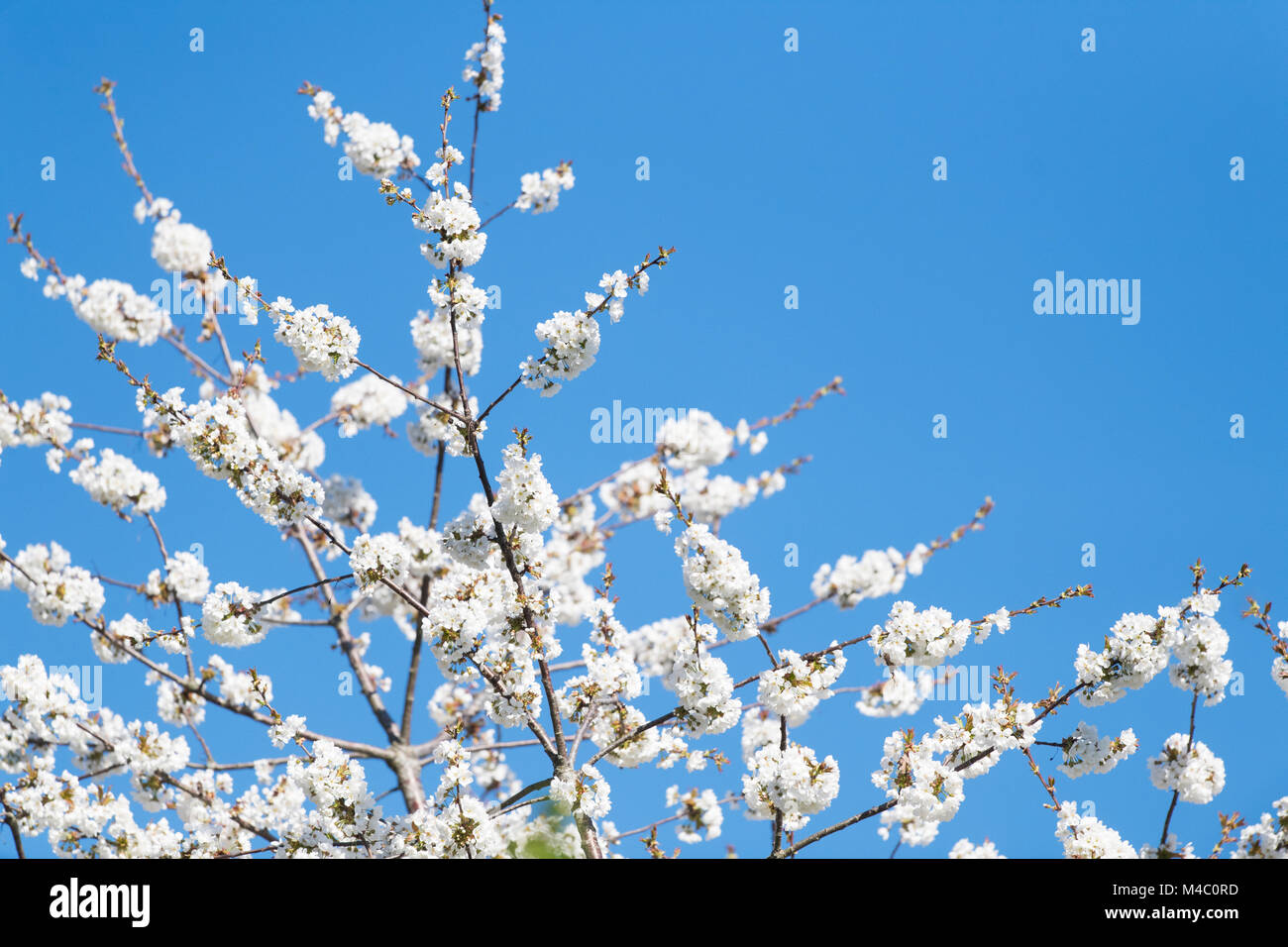 Top of cherry blossom tree Stock Photo - Alamy