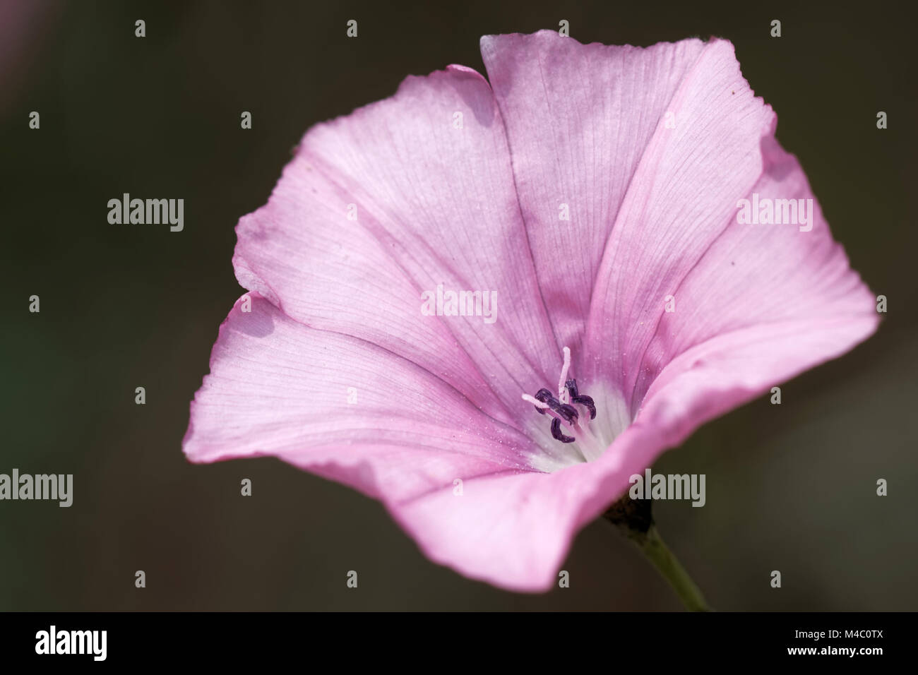 Purple spanish mallow hi-res stock photography and images - Alamy