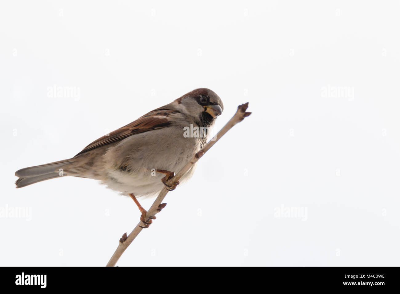 Male sparrow india hi-res stock photography and images - Alamy