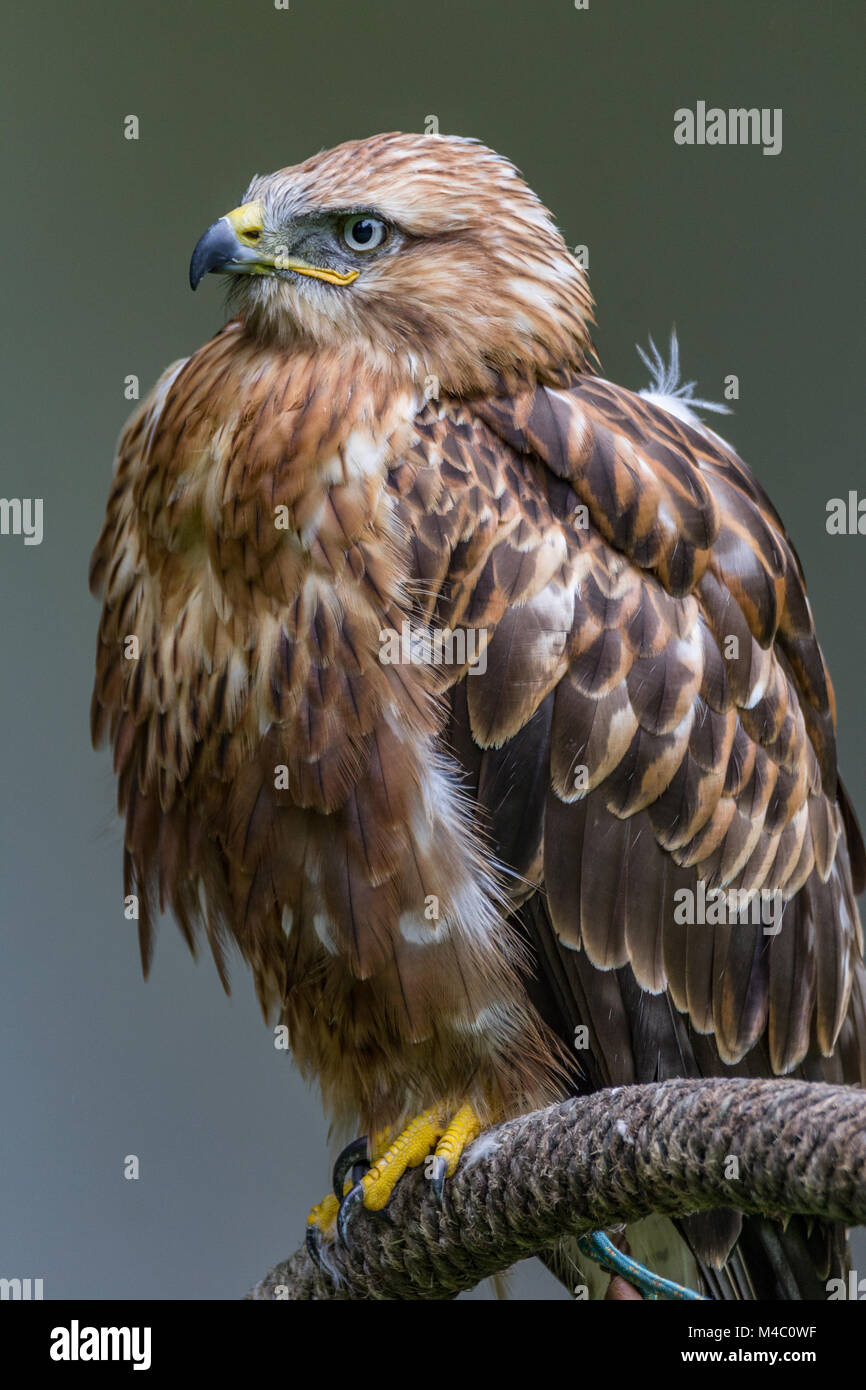 Arabian eagle hi-res stock photography and images - Alamy