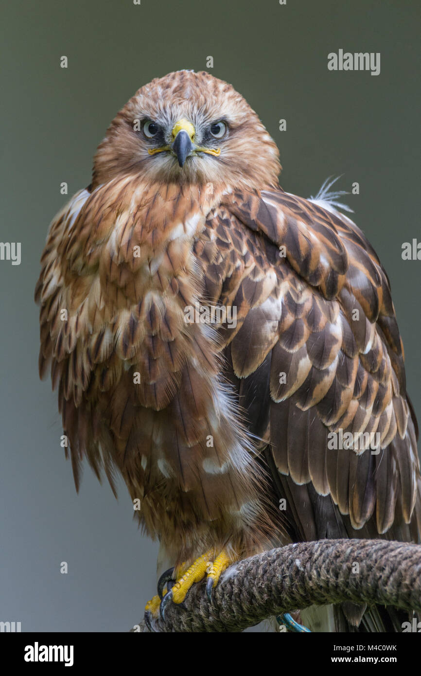 Arabian eagle hi-res stock photography and images - Alamy