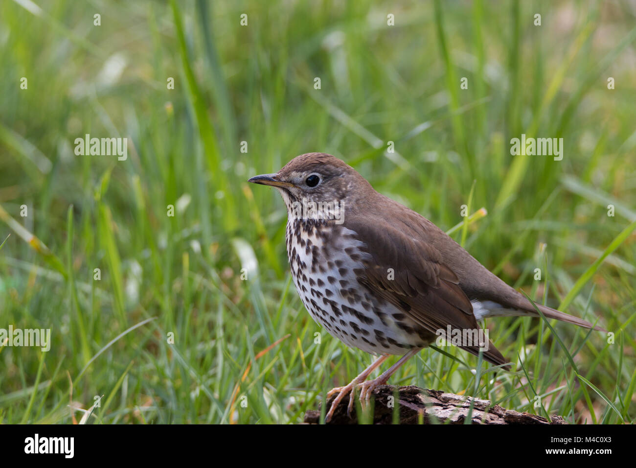 Song thrush uk summer hi-res stock photography and images - Alamy
