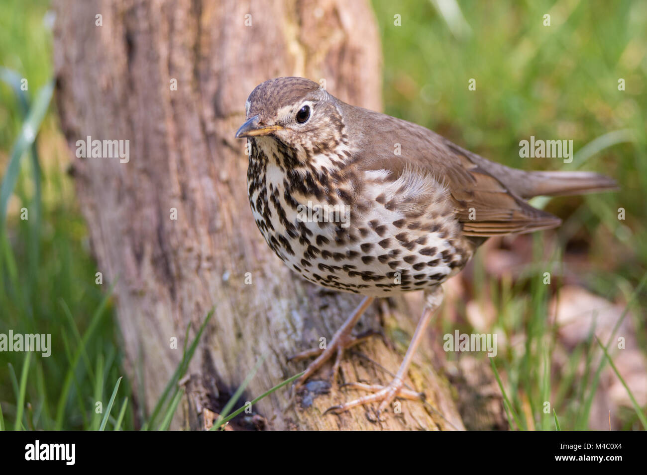 Song thrush uk summer hi-res stock photography and images - Alamy