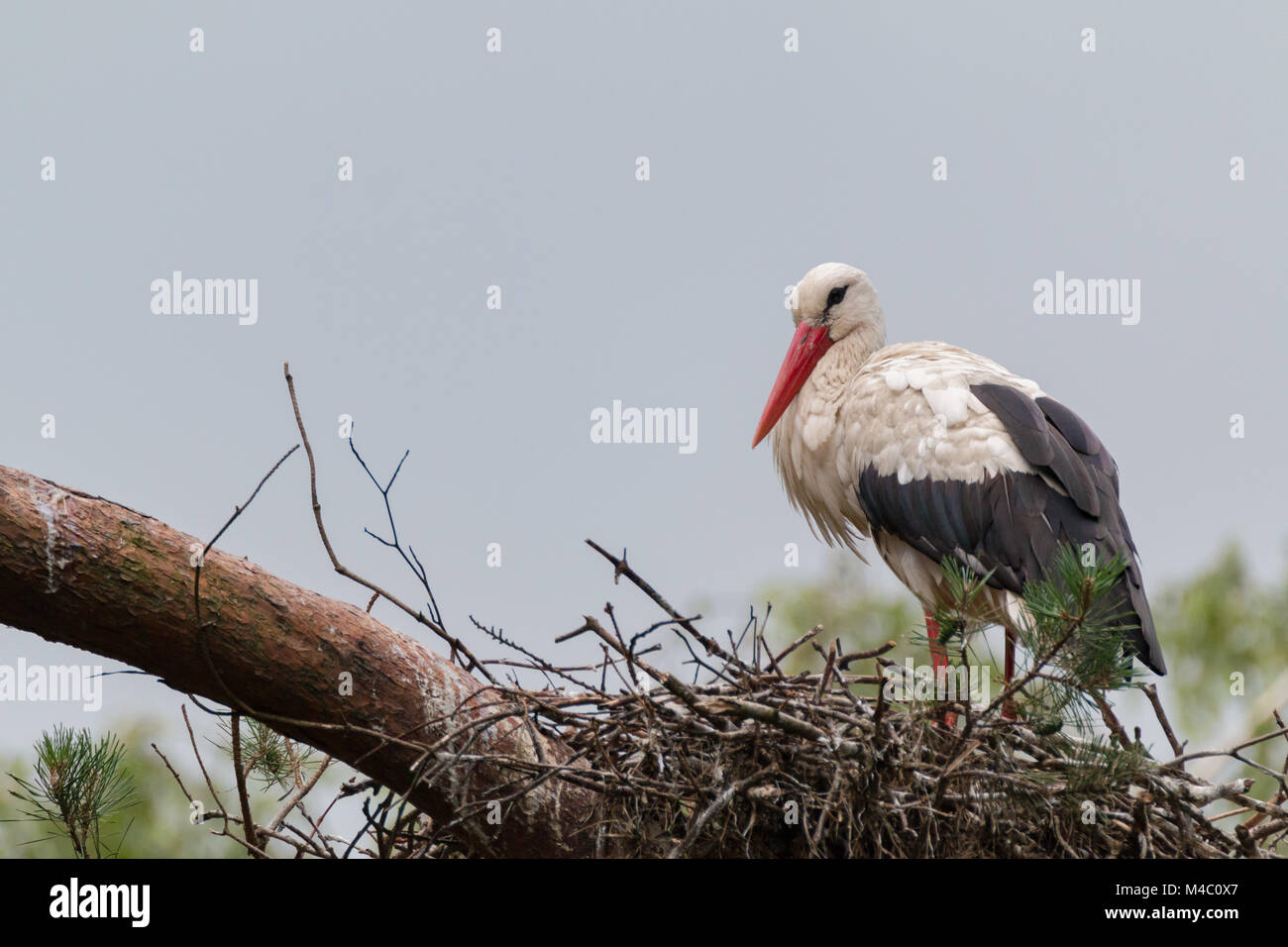 Beautiful black white stork hi-res stock photography and images - Alamy