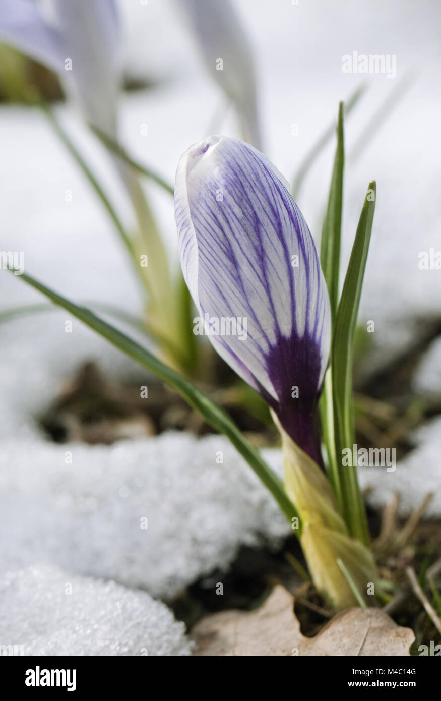 Crocus flower in the snow Stock Photo - Alamy