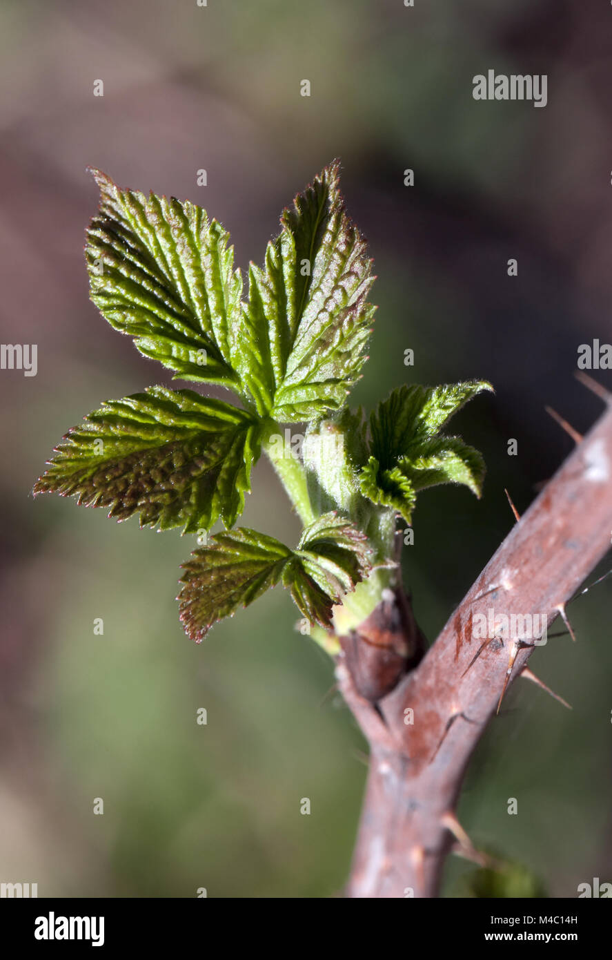 Fresh spring leaves Stock Photo - Alamy