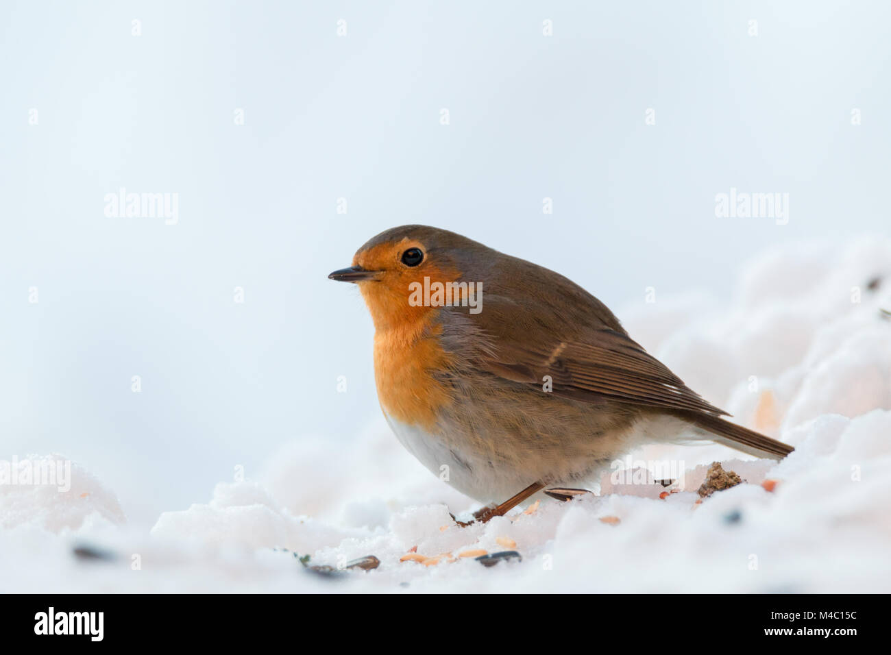 Red chest robin hi-res stock photography and images - Alamy