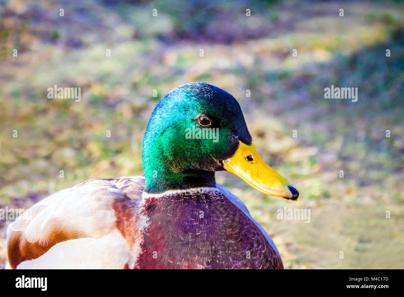 Mallard drake hi-res stock photography and images - Alamy