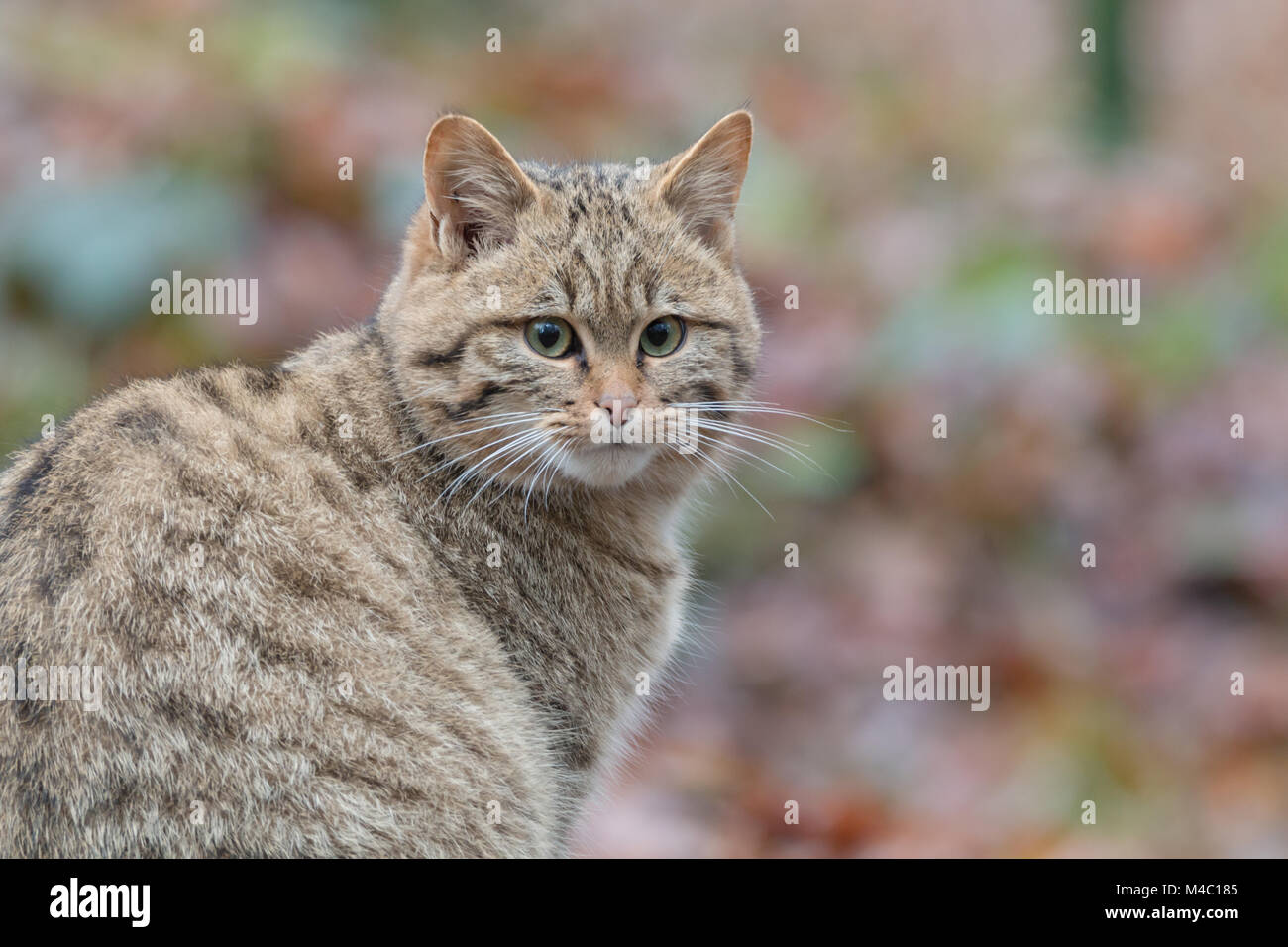 Single scottish wildcat hi-res stock photography and images - Alamy