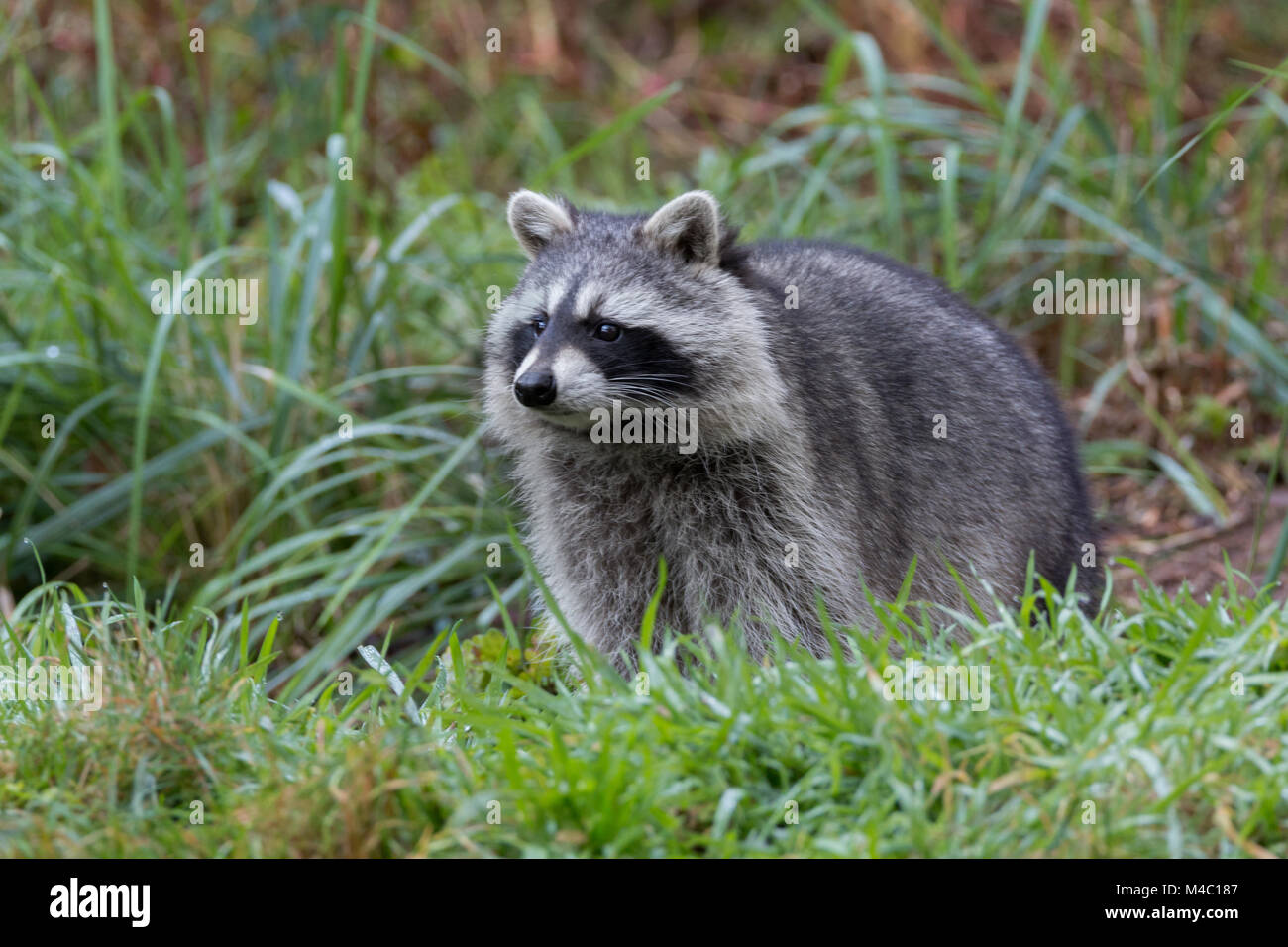 Racoon face hi-res stock photography and images - Alamy