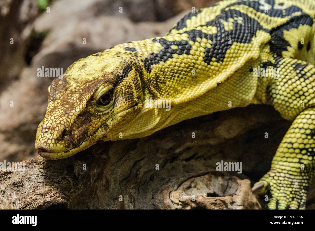 Saurian hi-res stock photography and images - Alamy
