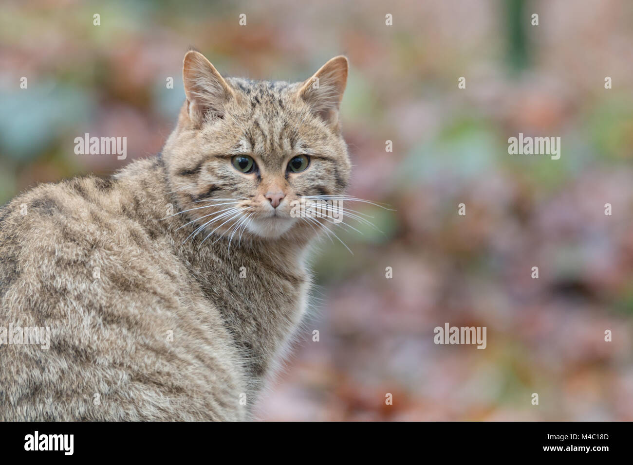 Young european wildcat sitting hi-res stock photography and images - Alamy