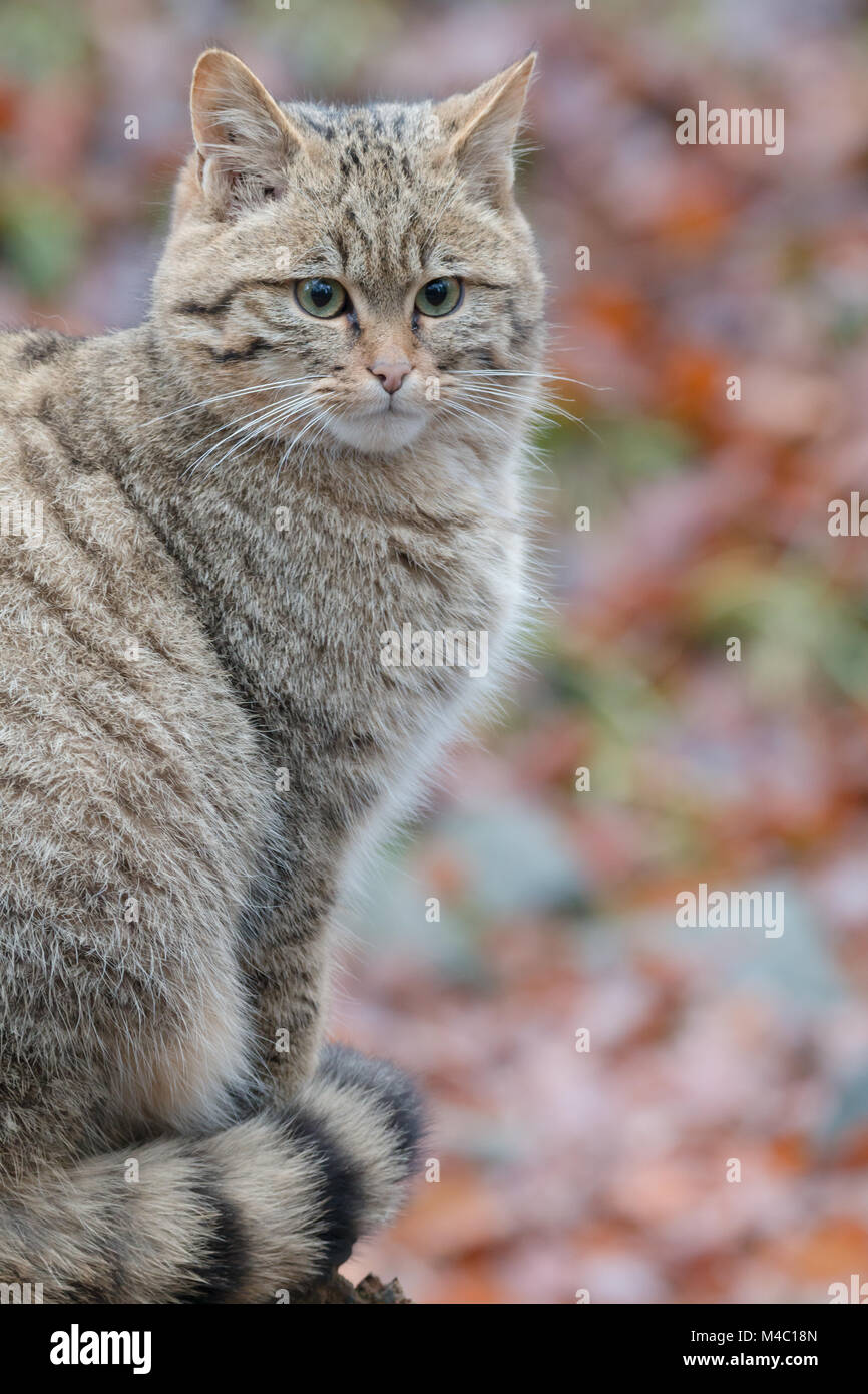 Wildcat scottish sitting hi-res stock photography and images - Alamy