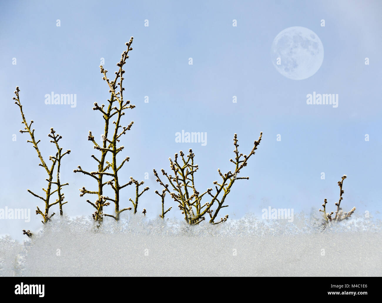 twigs of a cherry tree and ice crystals Stock Photo - Alamy