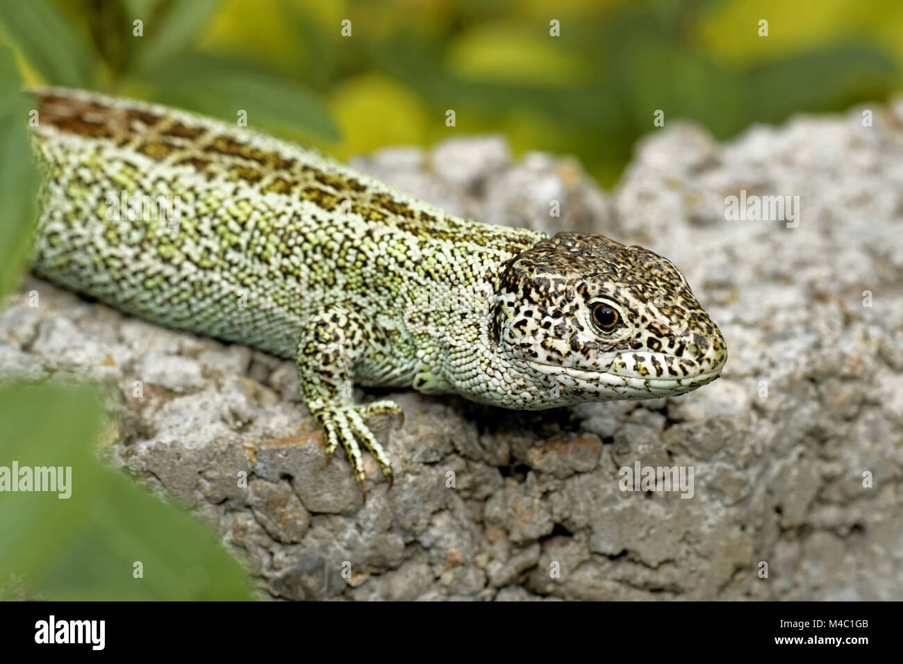 sand lizard male Stock Photo - Alamy