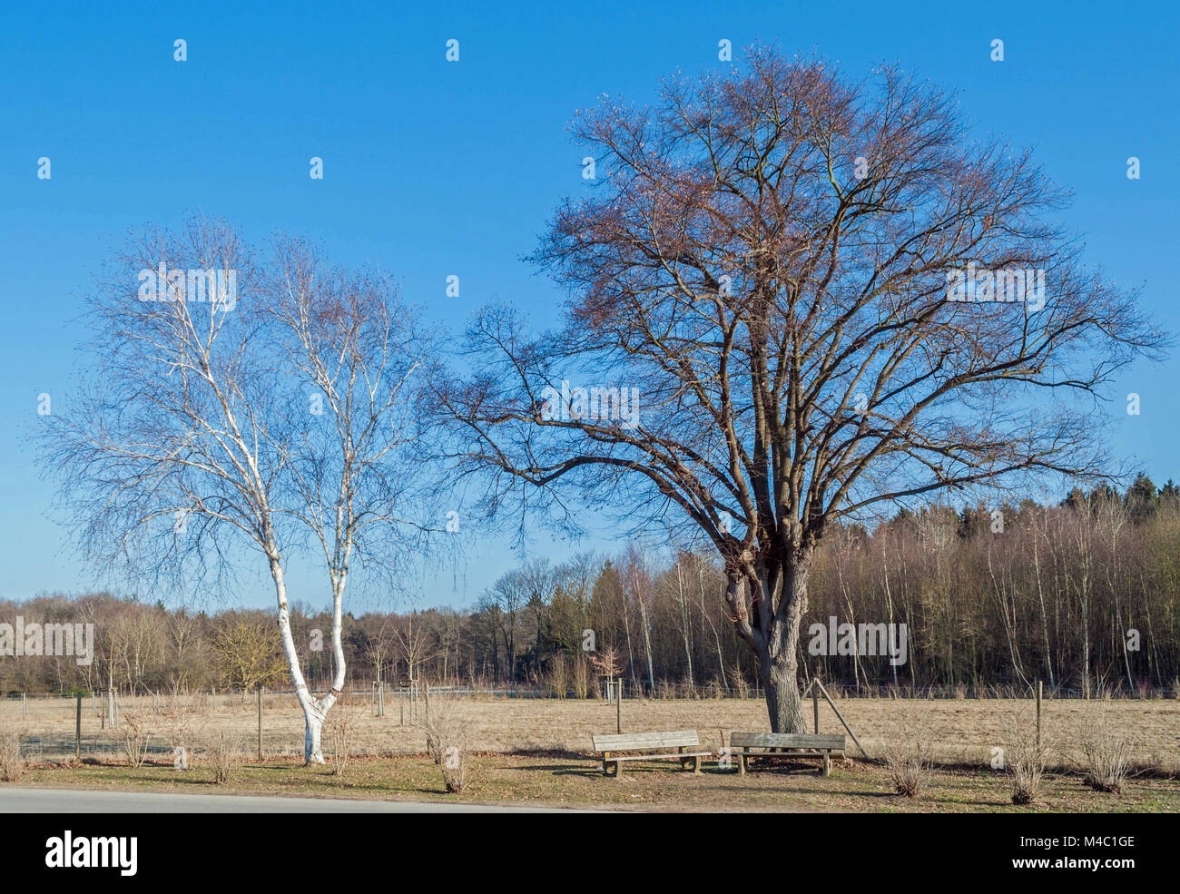 two trees with two benches Stock Photo - Alamy
