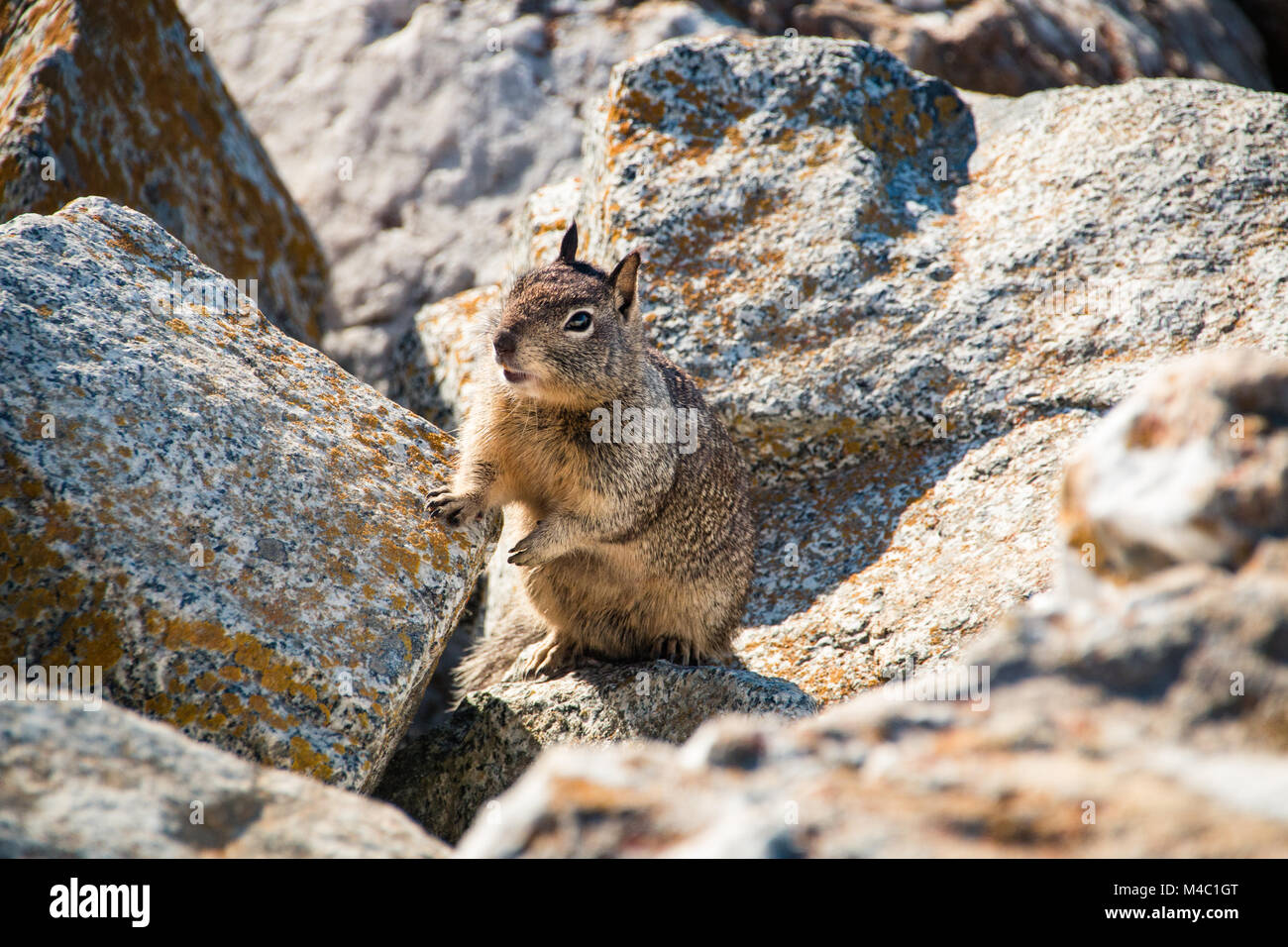 sweet curious california ground squirrel, animal in california Stock ...