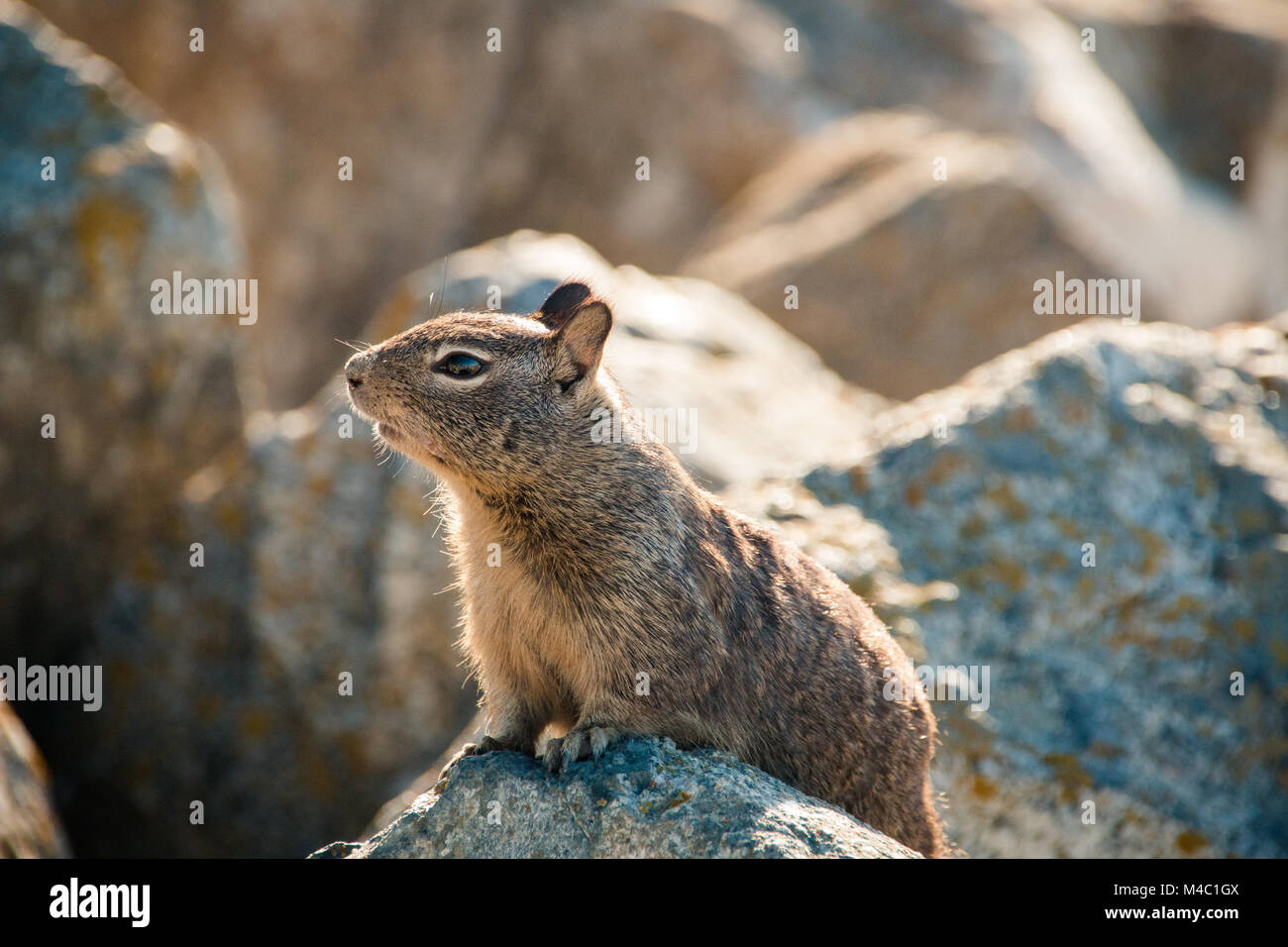 sweet curious california ground squirrel, animal in california Stock ...