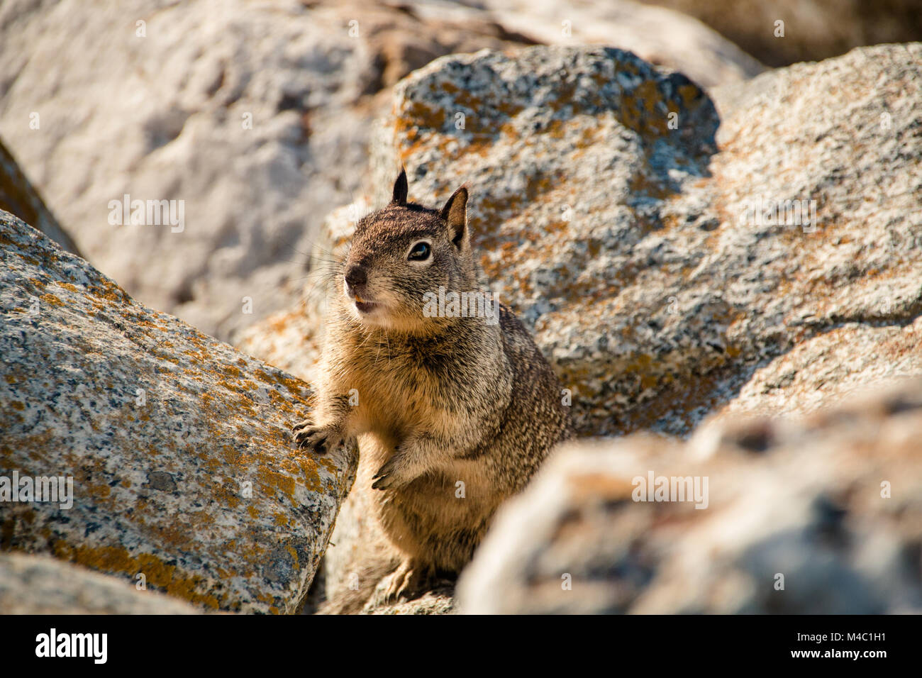California grey squirrel hi-res stock photography and images - Alamy